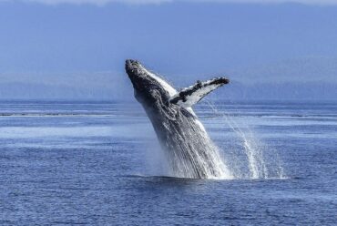 Whale watching in Norway: when, where and how - Routes North