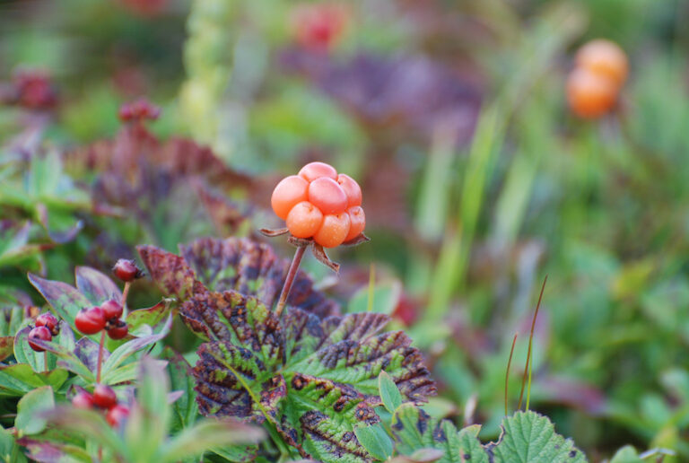 Cloudberries: the Nordic fruit you need to know about - Routes North