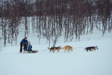 10 of the best dog sledding tours in Tromsø - Routes North