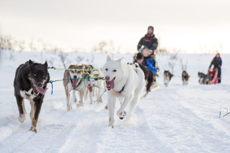 Dog sledding in Norway - Routes North