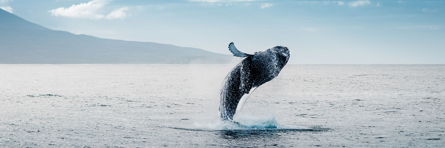 10 of the best whale watching tours in Tromsø, Norway - Routes North