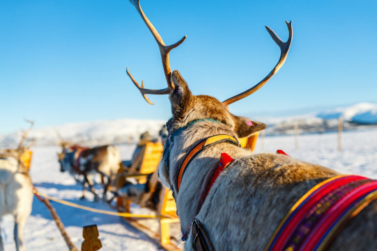 Reindeer sled tours from Tromsø (and other reindeer activities ...